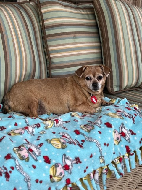 Dog Rescue Phoenix | Dog Adoption | Arizona Small Dog Rescue