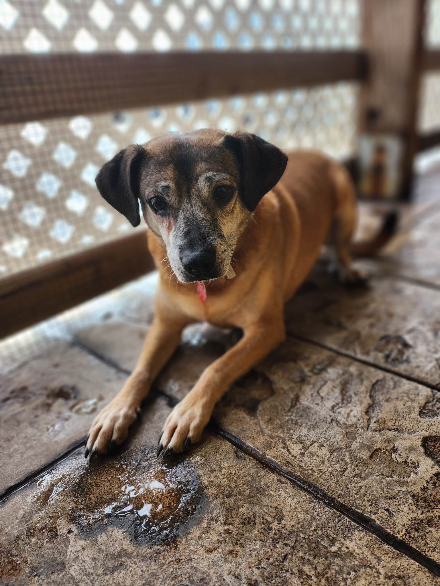 Dog Rescue Phoenix | Dog Adoption | Arizona Small Dog Rescue